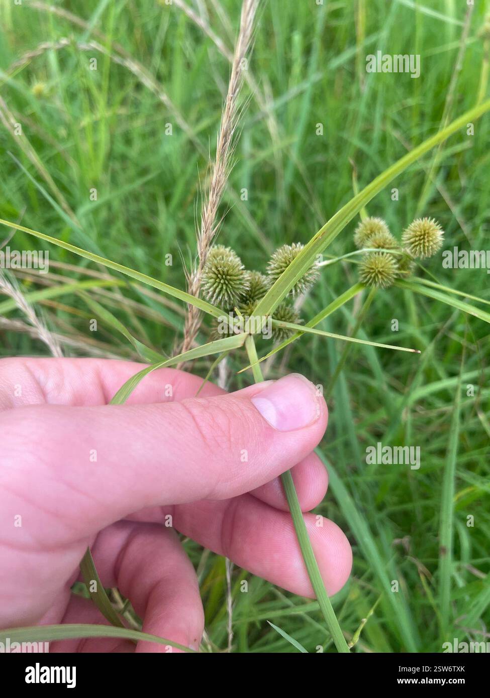 Globe Flatsedge (Cyperus echinatus), Plantae, S Razorback Rd, Fayetteville, AR, US, Growing near ...