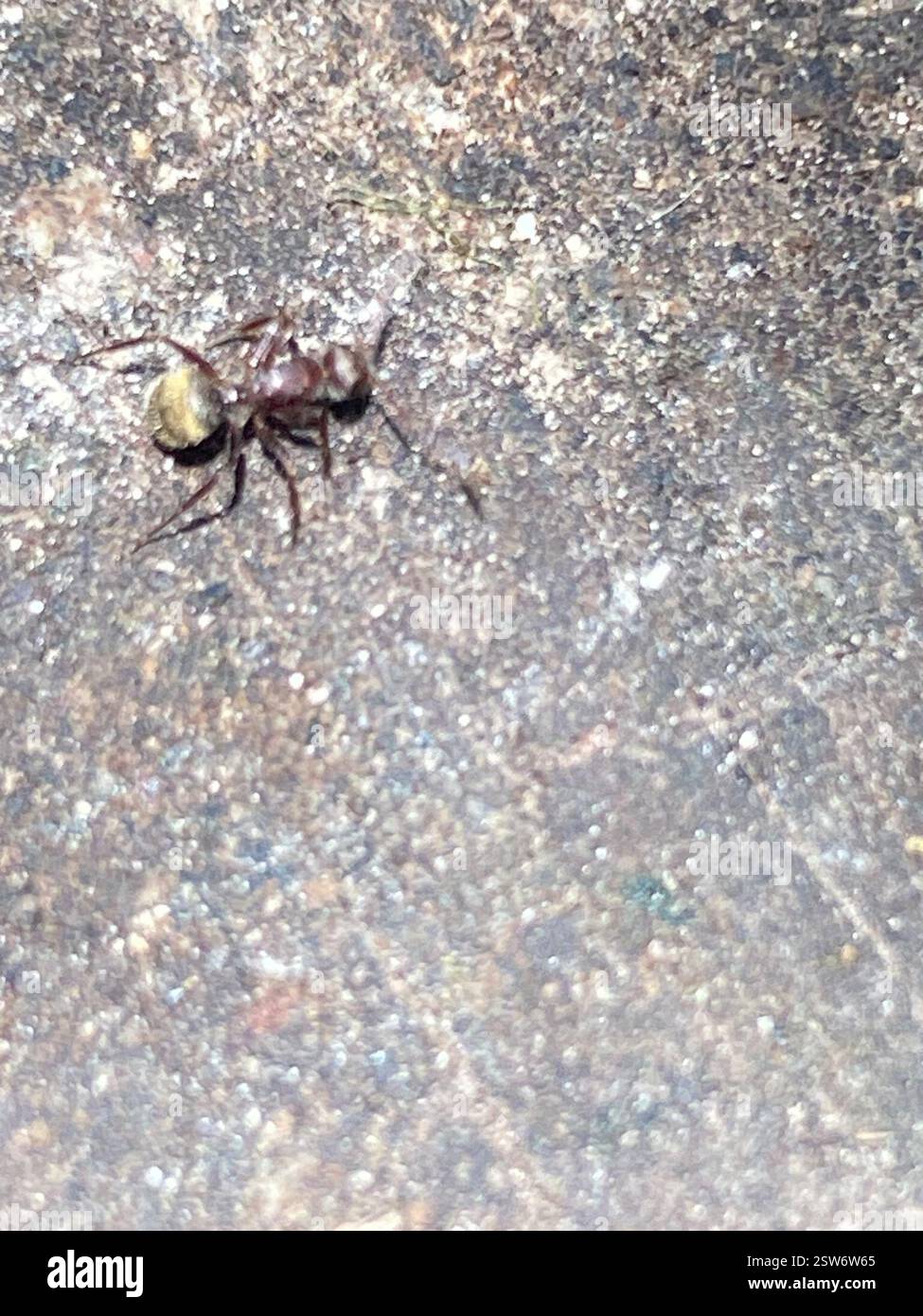Compact Carpenter Ant (Camponotus planatus), Insecta, Isla Cozumel ...