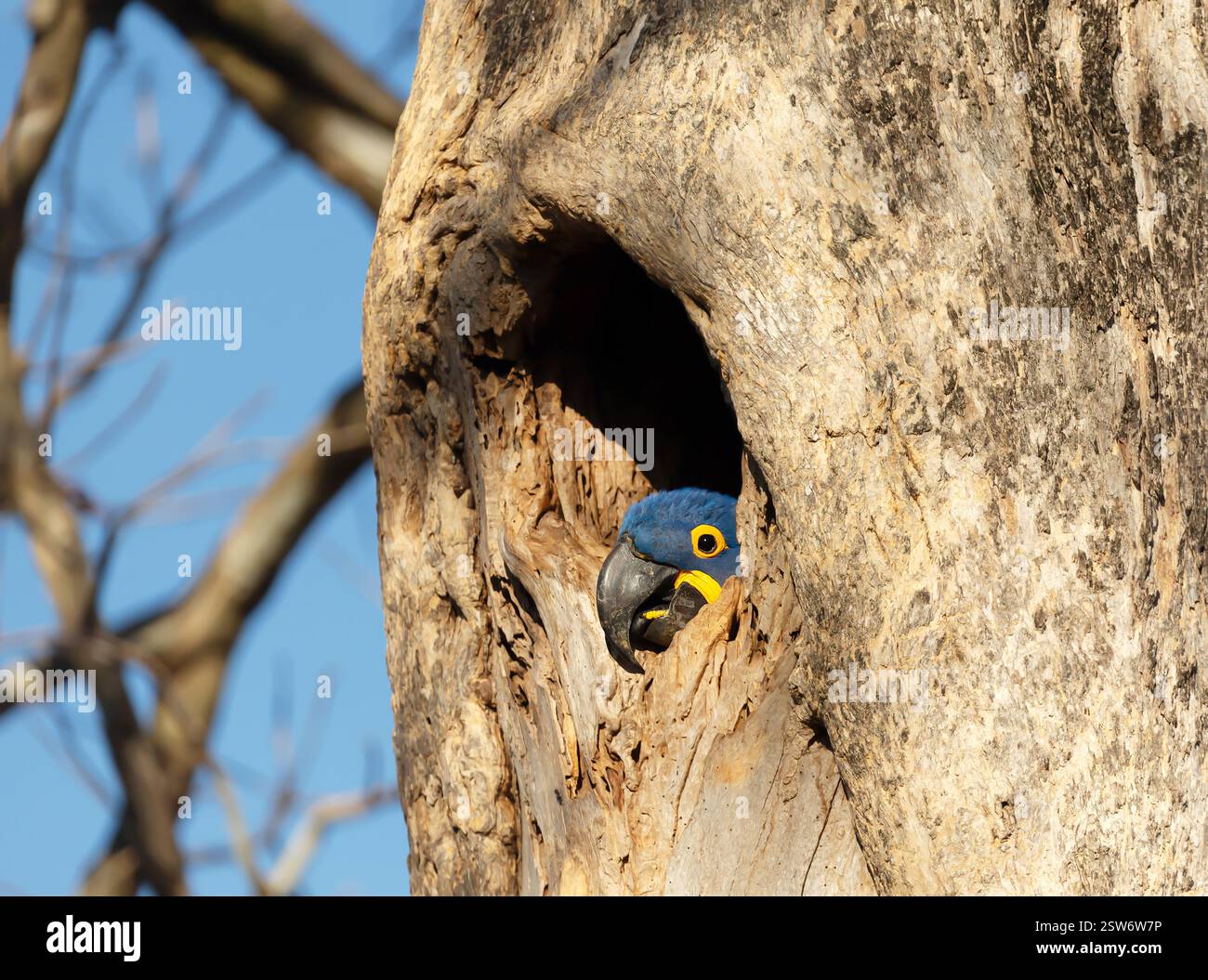 Hyacinth macaw nesting in a palm tree, South Pantanal, Brazil Stock ...