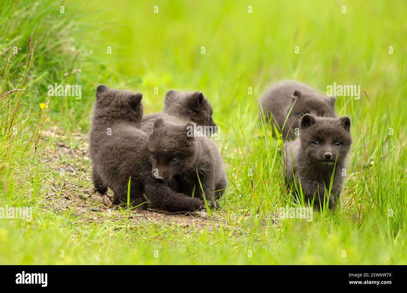 Arctic Fox cubs playing in a meadow, Iceland Stock Photo - Alamy