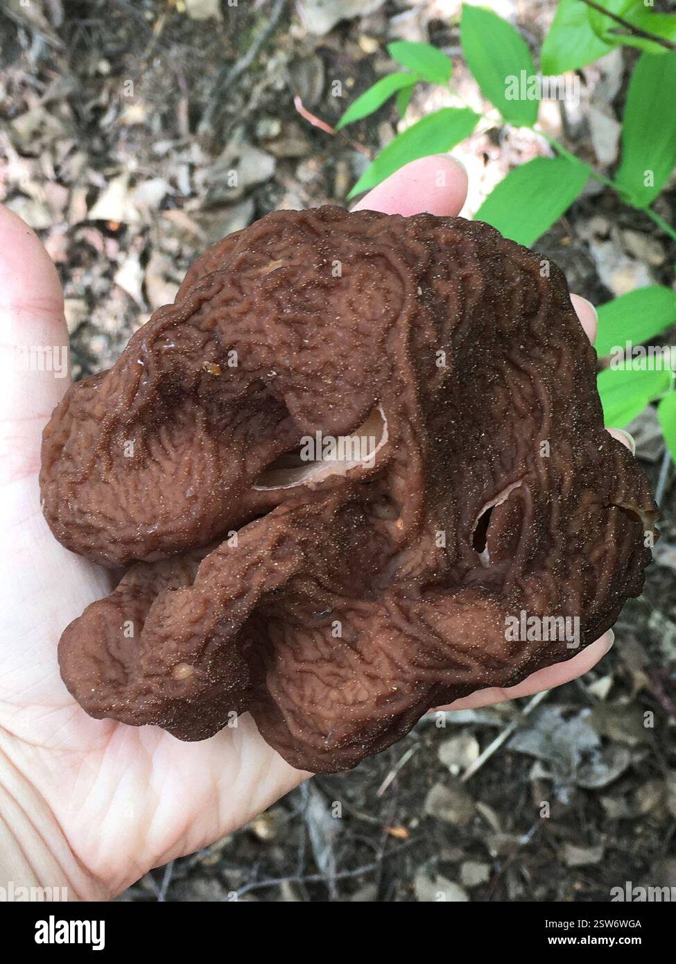 False Morel (Gyromitra esculenta), Fungi, Taku Lake Park, Anchorage, AK ...