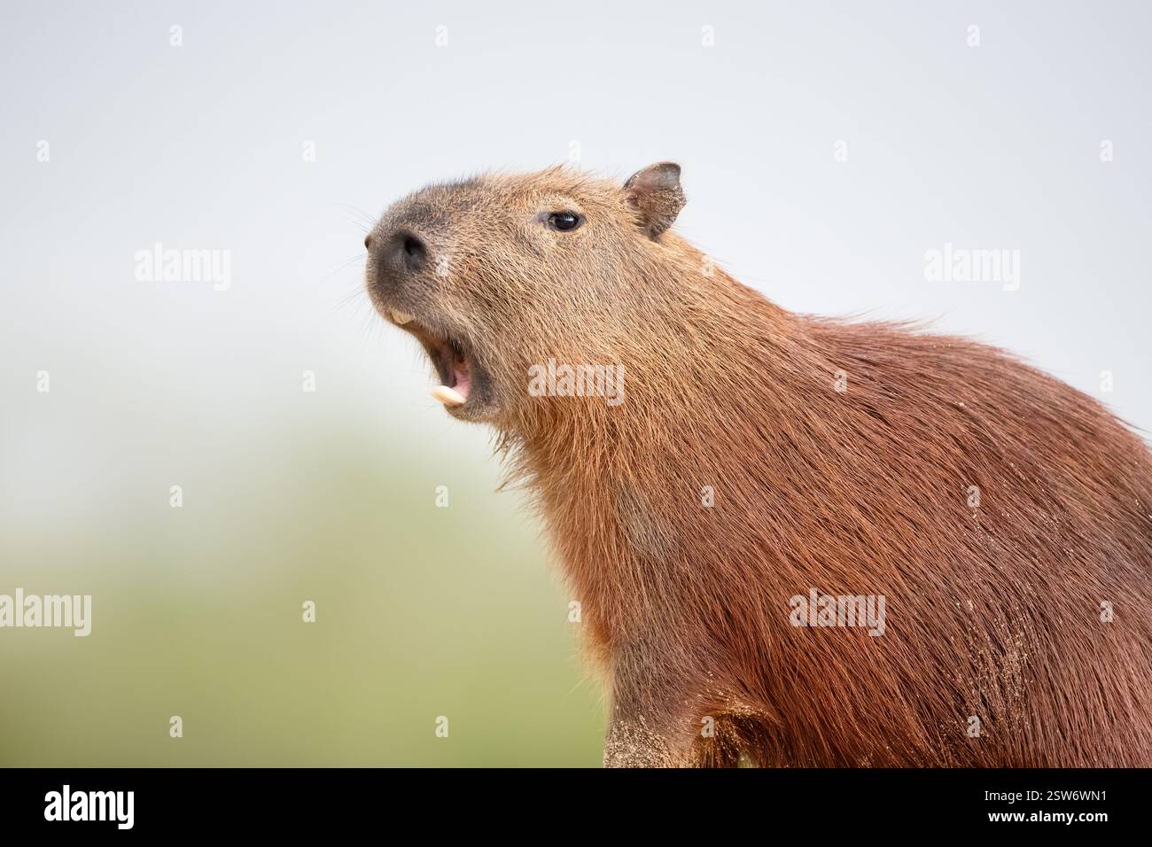 Capybara teeth hi-res stock photography and images - Alamy