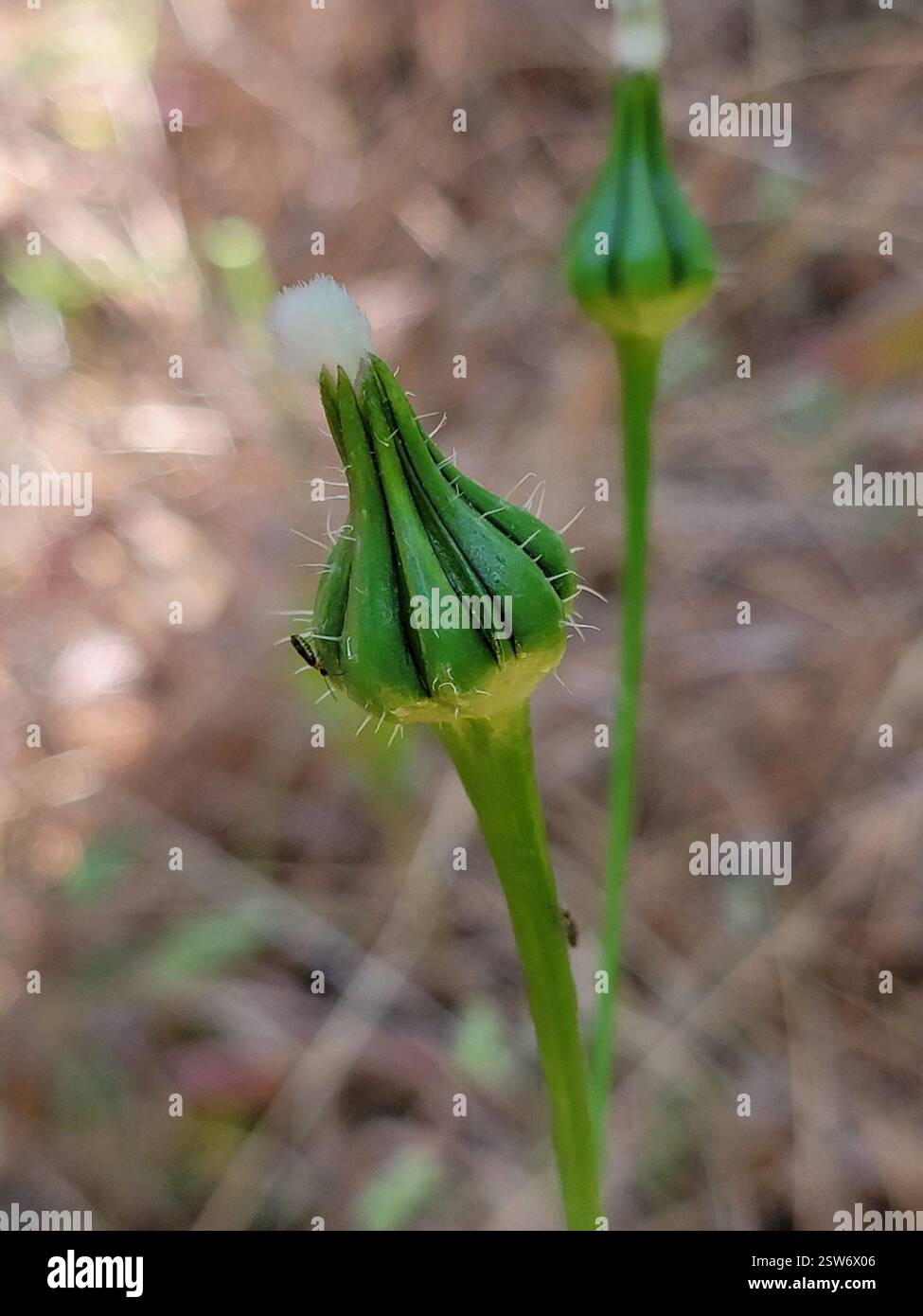 False Hawkbit (Urospermum picroides), Plantae, Los Altos Hills, CA ...
