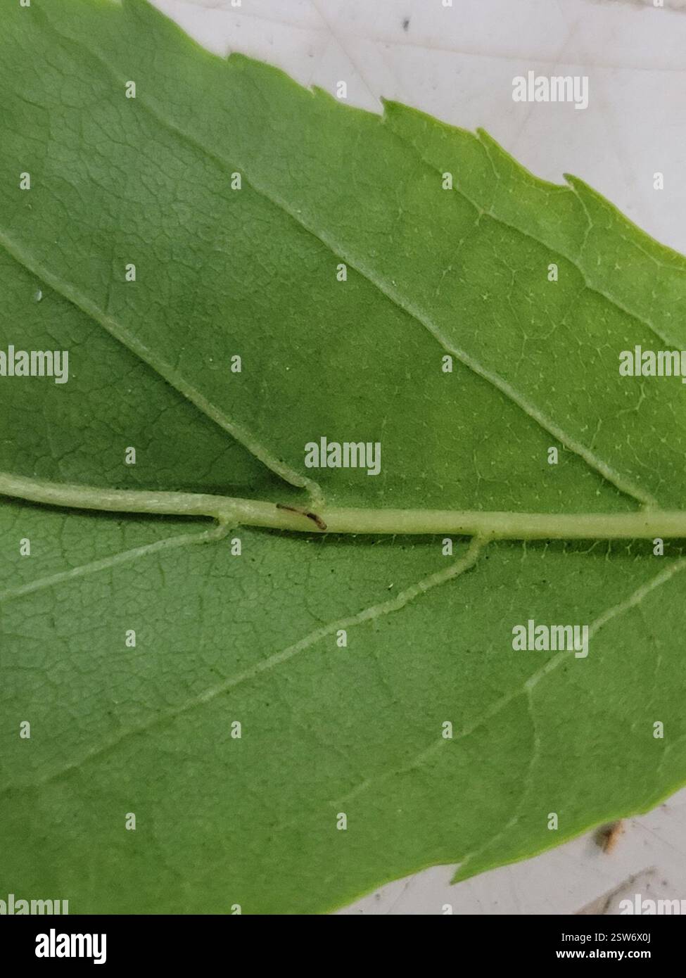 Insects (Insecta), Insecta, Ohio, US, Alnus japonica larva 1 (AJLV1 ...