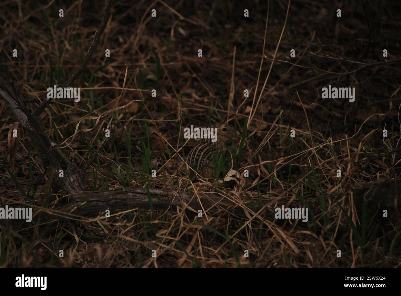 Thirteen-lined Ground Squirrel (Ictidomys tridecemlineatus), Mammalia ...