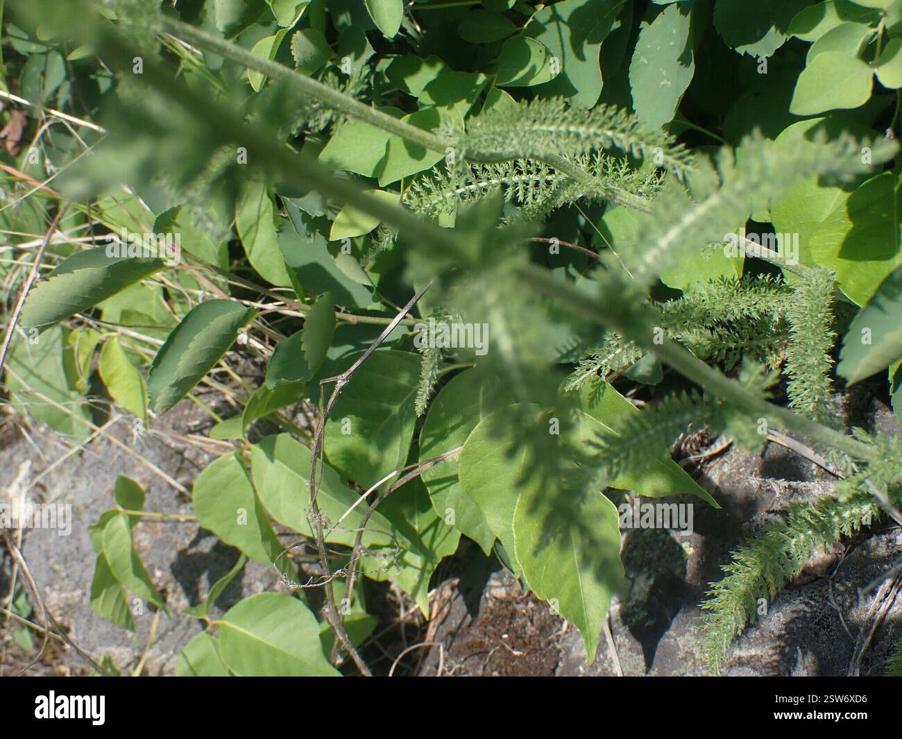 common yarrow (Achillea millefolium), Plantae, Kootenay Boundary, BC ...