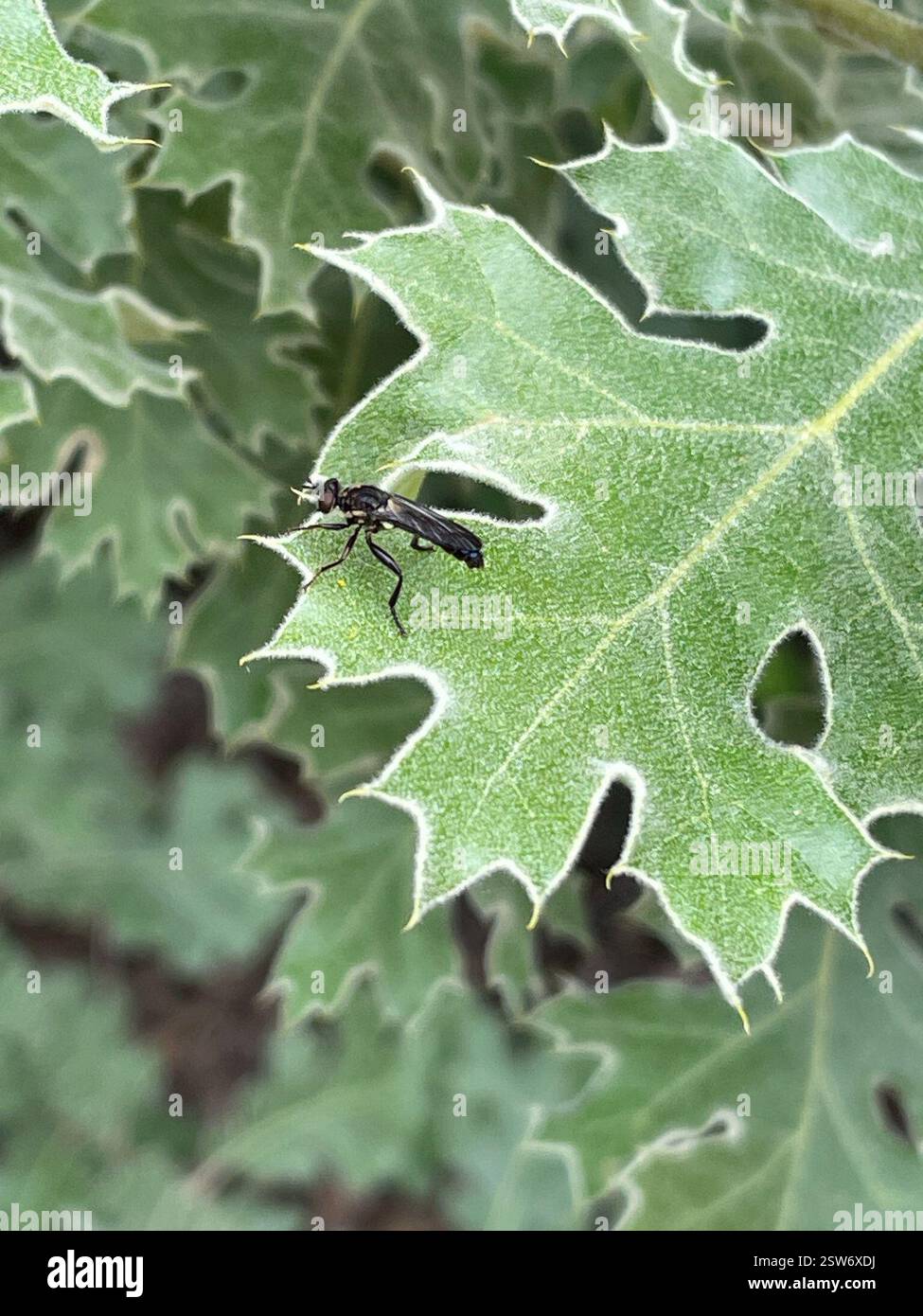 (Eudioctria), Insecta, Carmel, CA, US, Fly is less than 1cm long. Link to California Black Oak ...