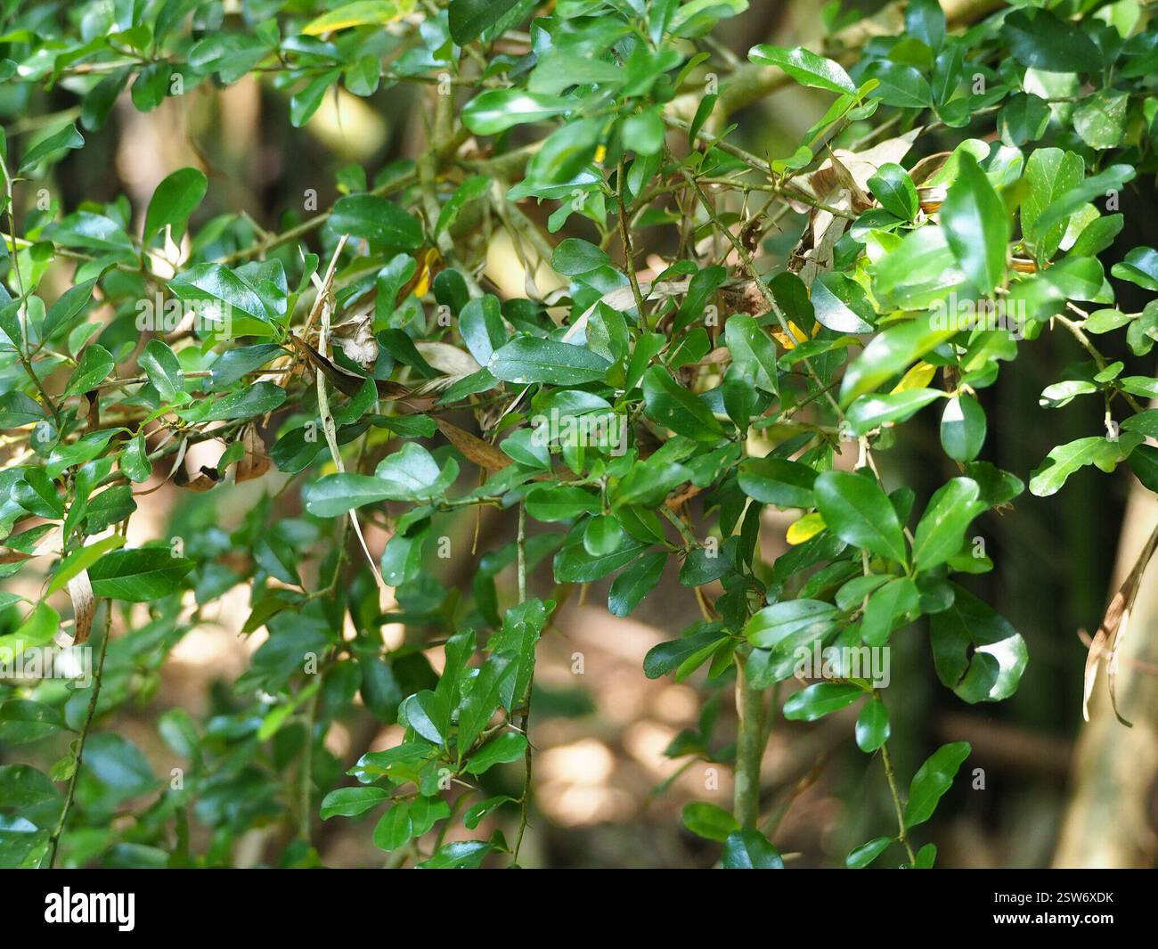 Cockspur Thorn (Maclura cochinchinensis), Plantae, 台灣新北市 Stock Photo ...