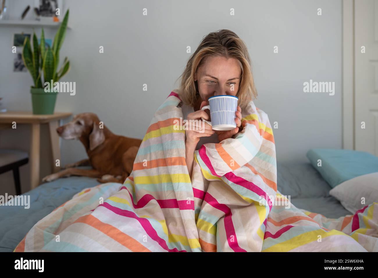 Lazy morning of happy woman wrapped in blanket in bed drinks morning ...