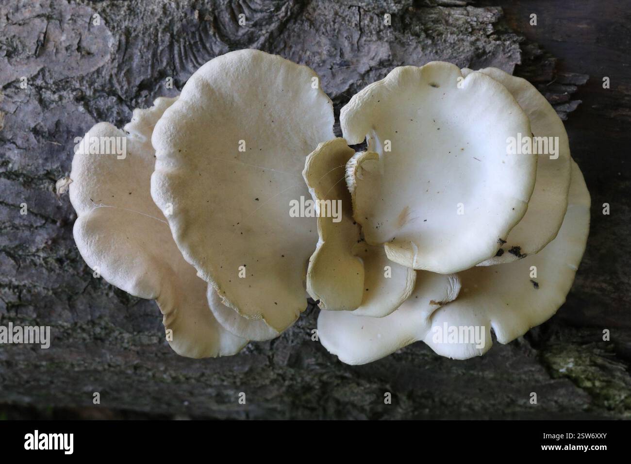 Oyster Mushroom (Pleurotus ostreatus), Fungi, Spike Island, Lower Church Street, Widnes, Halton ...