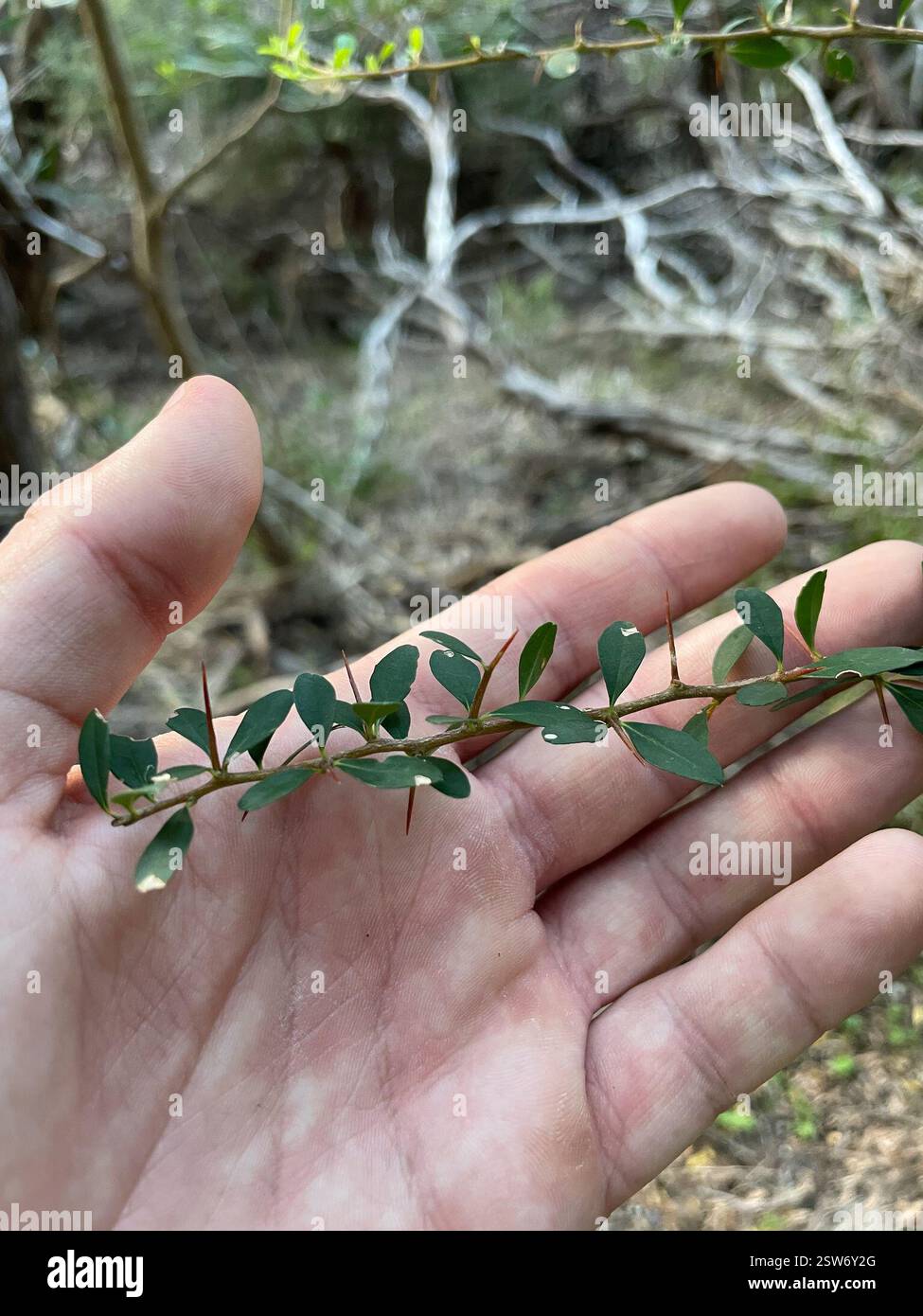 Prickly Currant-Bush (Coprosma quadrifida), Plantae, Wilsons Promontory ...