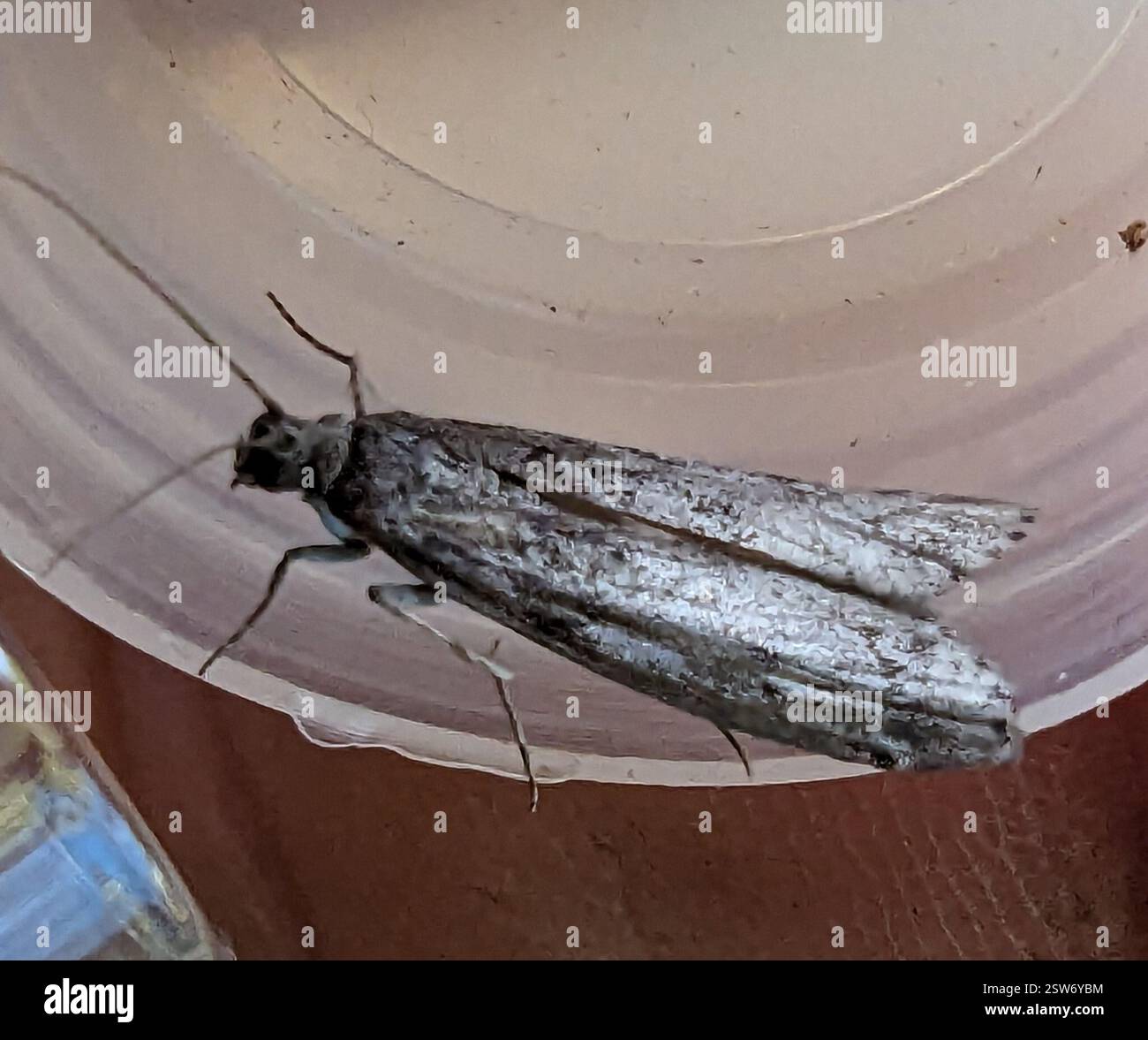 Mediterranean Flour Moth (Ephestia kuehniella), Insecta, Lingwood ...