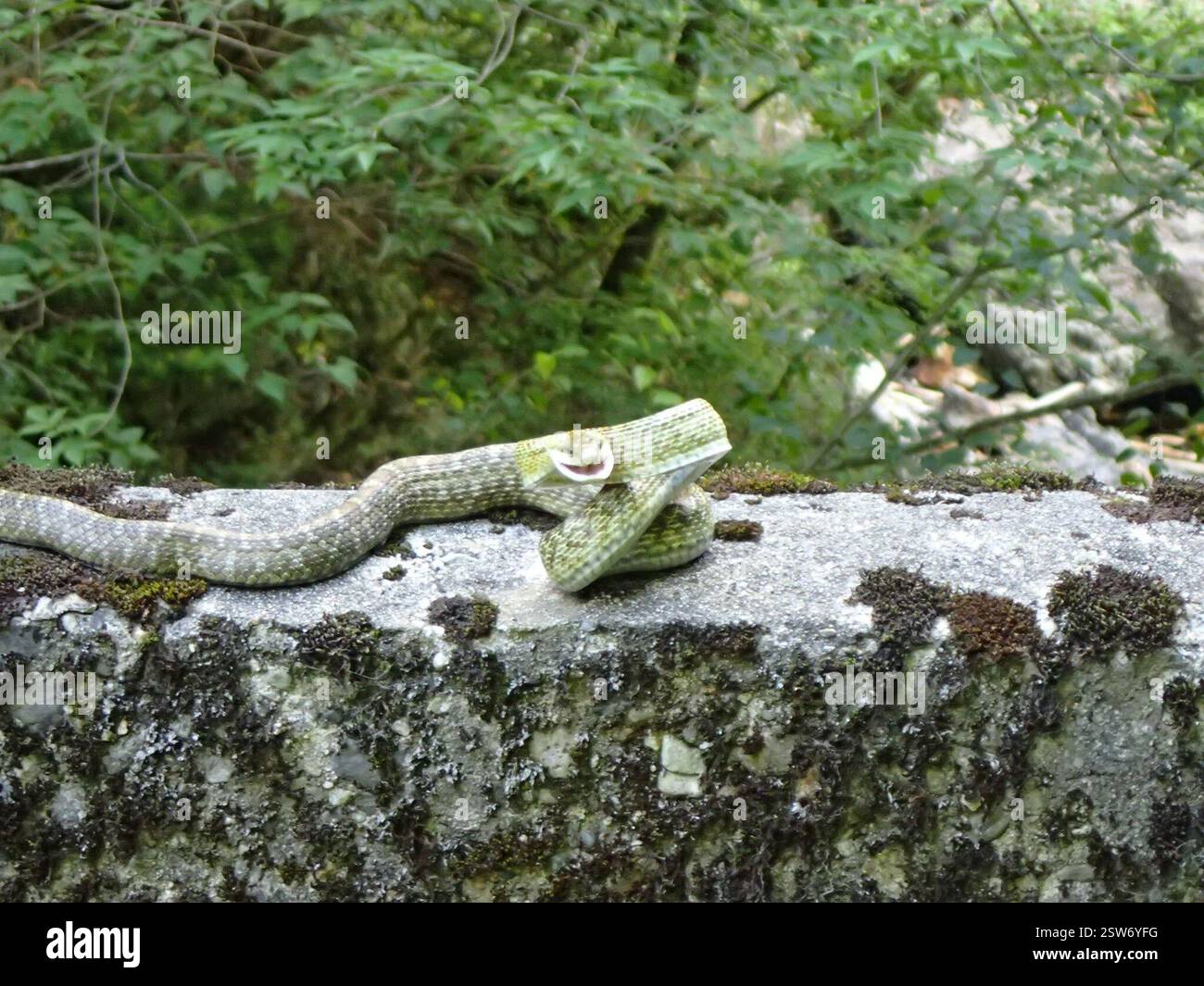 Japanese Ratsnake (Elaphe climacophora), Reptilia, Nagano, JP Stock ...