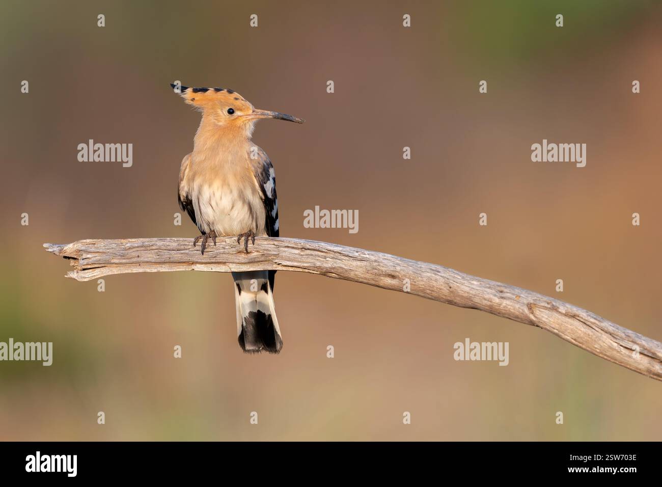 Hoopoe bird hi-res stock photography and images - Alamy