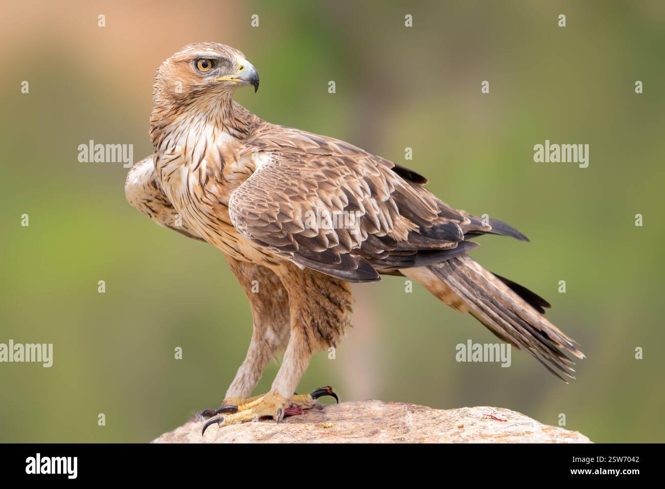 Bonelli's Eagle on natural perch. Powerful bird of prey with intense ...