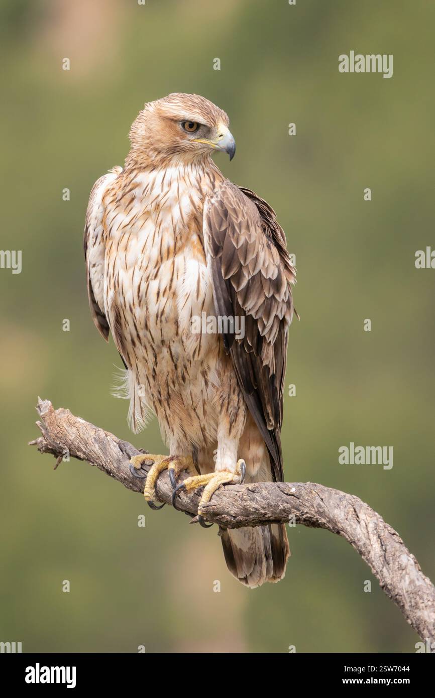 Bonelli's Eagle on natural perch. Powerful bird of prey with intense ...