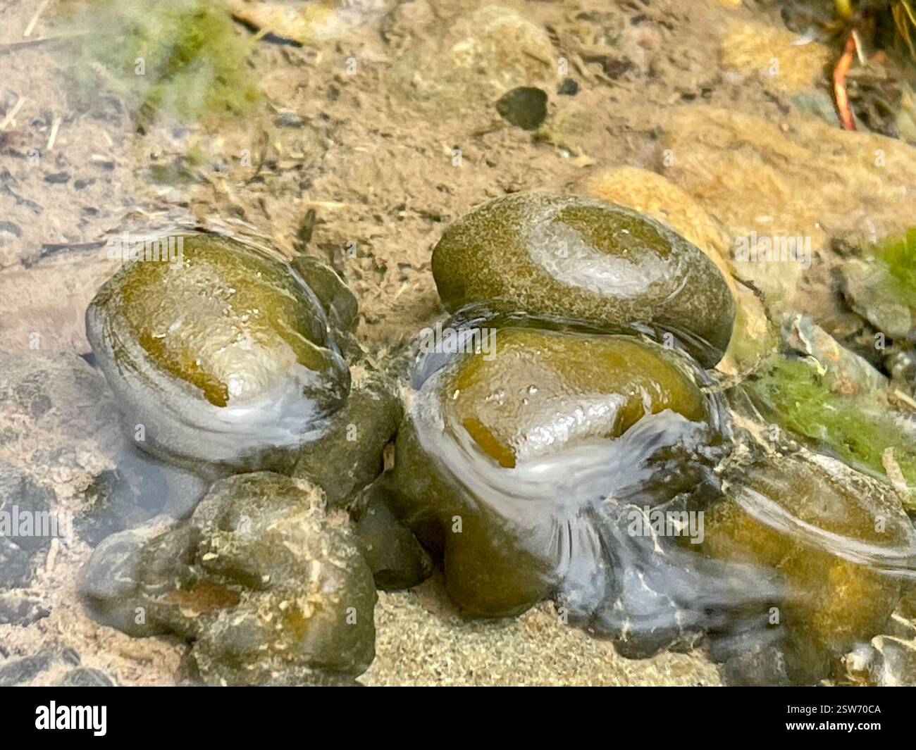 (Nostocales), , Henry W. Coe State Park, Gilroy, CA, US, Aquatic ...
