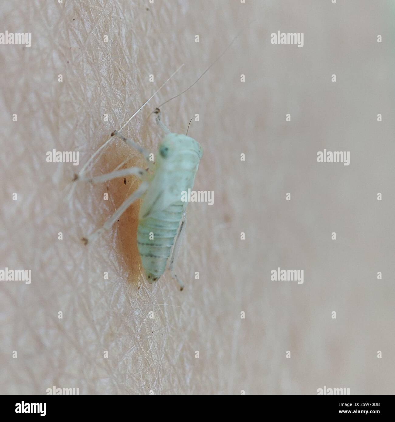 Typical Leafhoppers (Cicadellidae), Insecta, Liezele Weg Op Lippelo ...