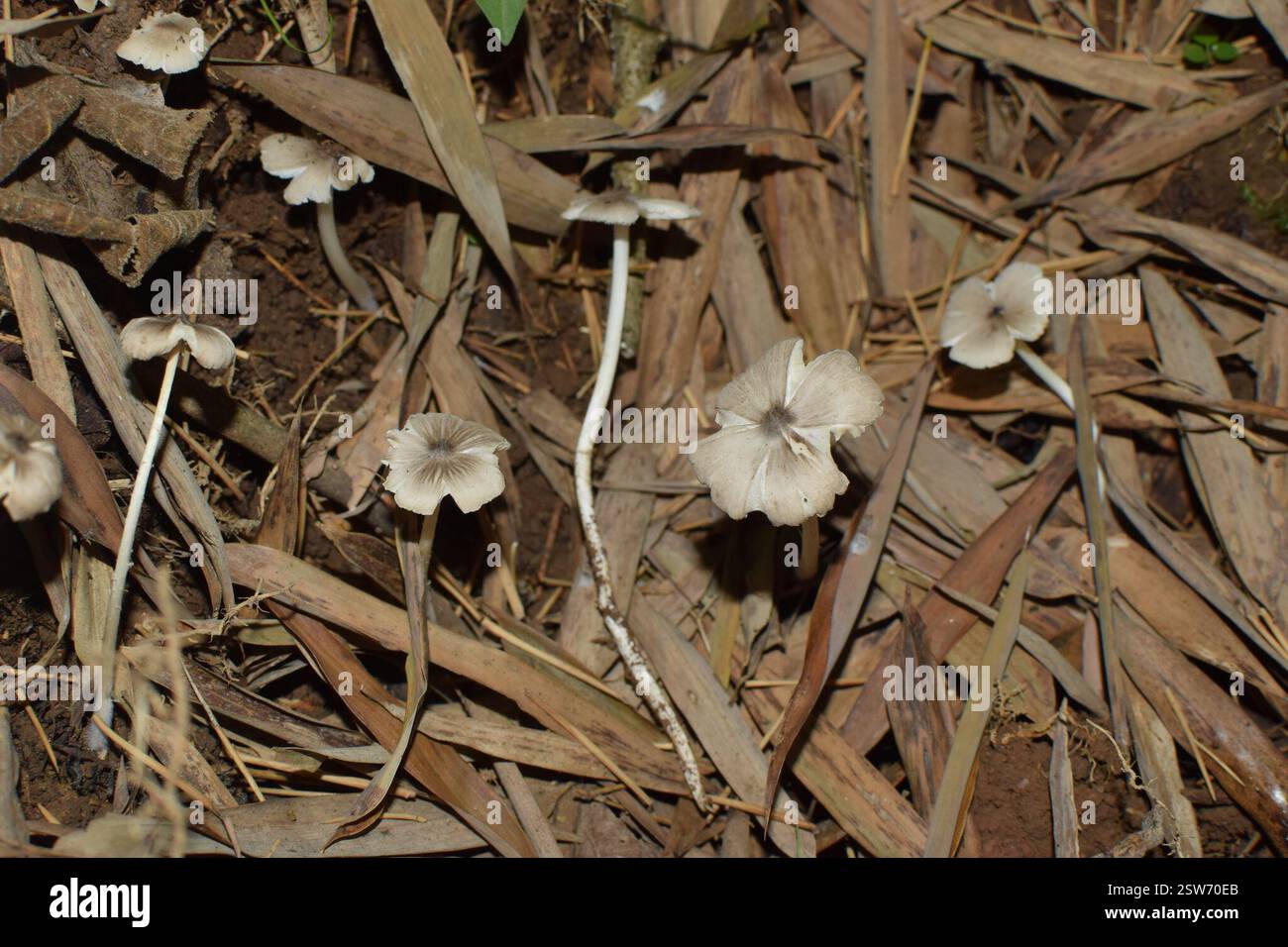 (Termitomyces microcarpus), Fungi, 中国浙江省杭州市西湖区 Stock Photo - Alamy
