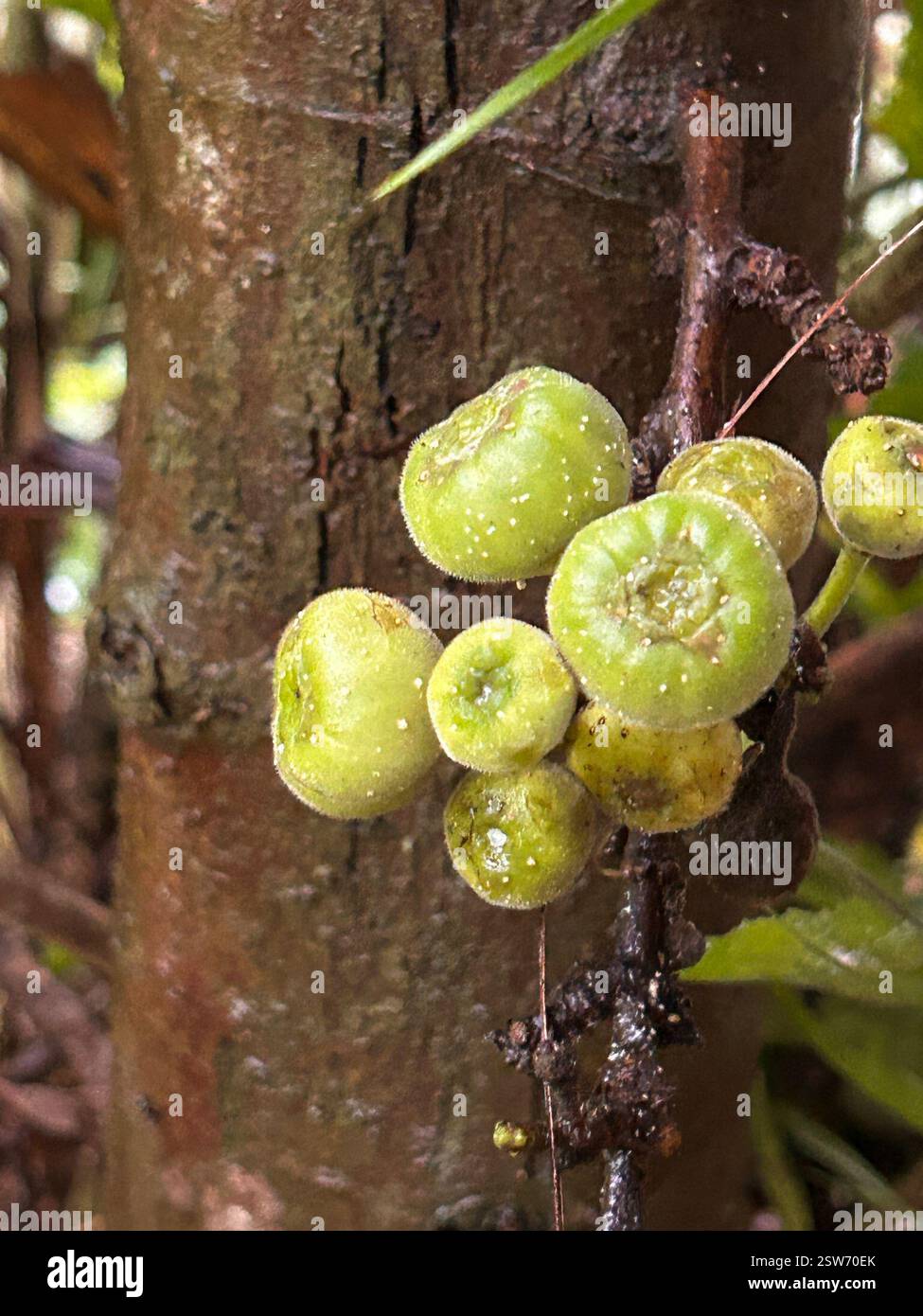Opposite Leaf Fig (Ficus hispida), Plantae, Tsing Yi, Tsing Yi, New ...