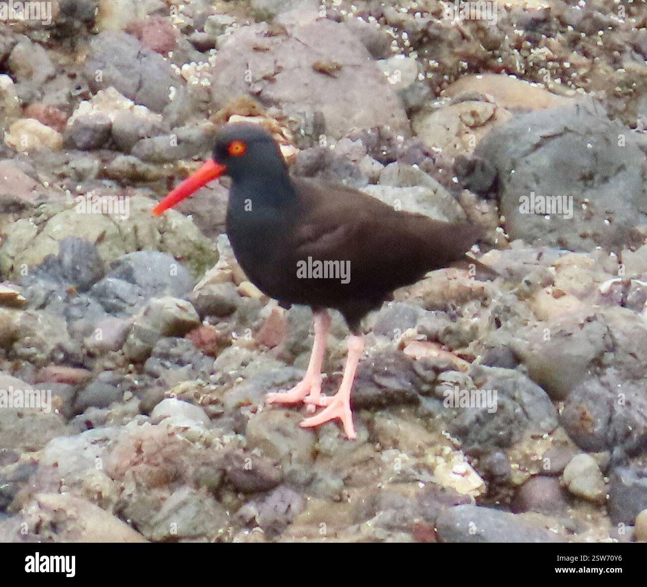 Black Oystercatcher (Haematopus bachmani), Aves, Point Lobos State ...