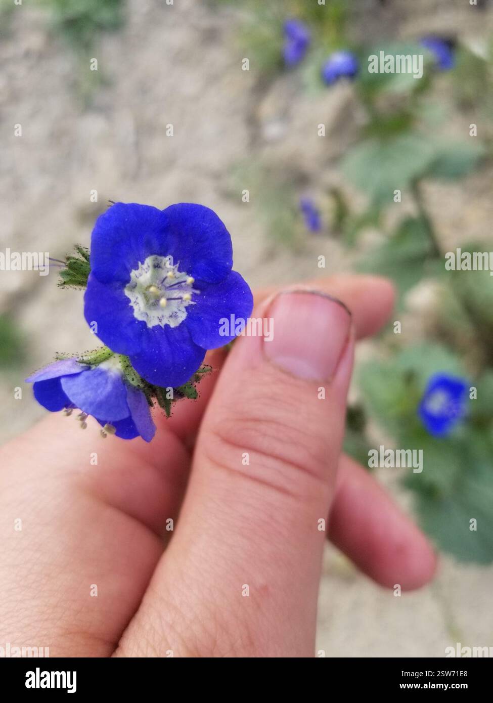 Sticky Phacelia (Phacelia viscida), Plantae, Piru, CA 93040, USA Stock ...