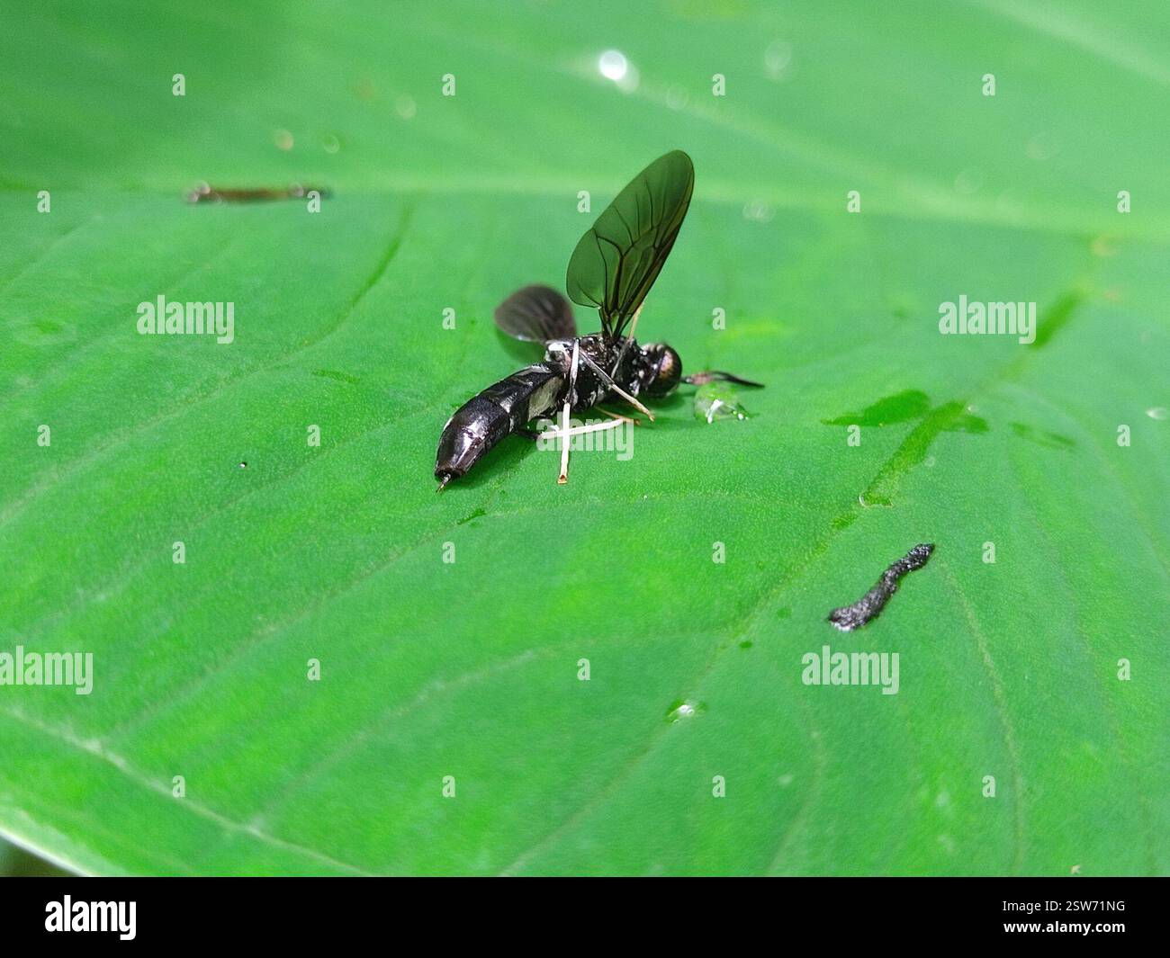 Flies (Diptera), Insecta, Kumplampoika, Kerala 689661, India Stock ...