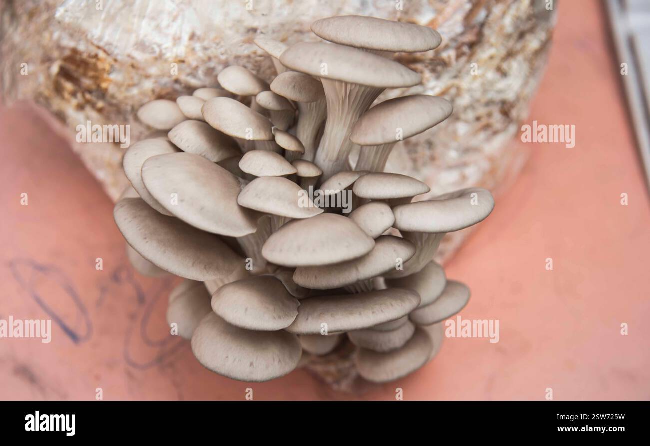 February 20, 2025, Guwahati, Assam, India: Fresh oyster mushrooms ...