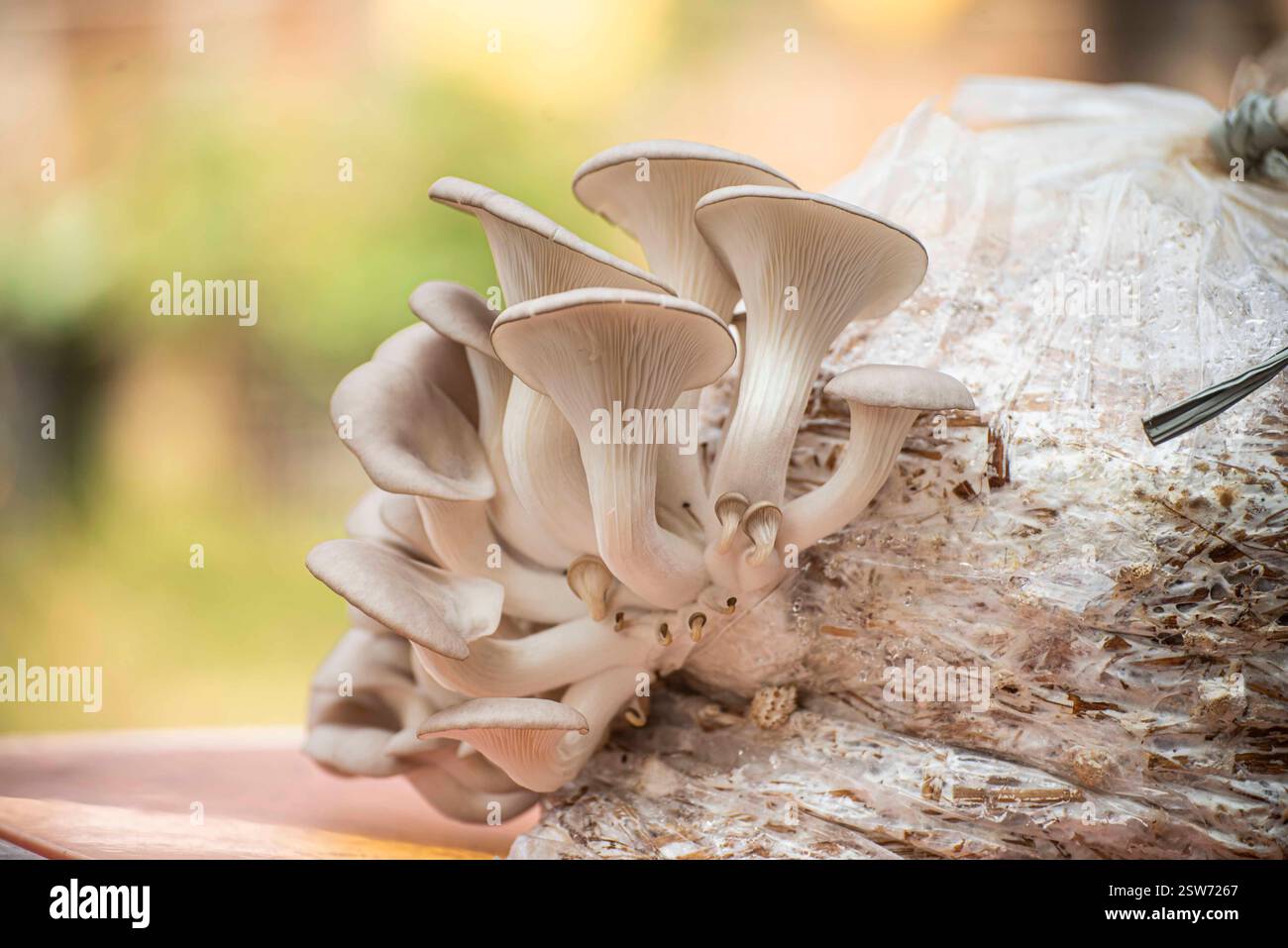 February 20, 2025, Guwahati, Assam, India: Fresh oyster mushrooms ...