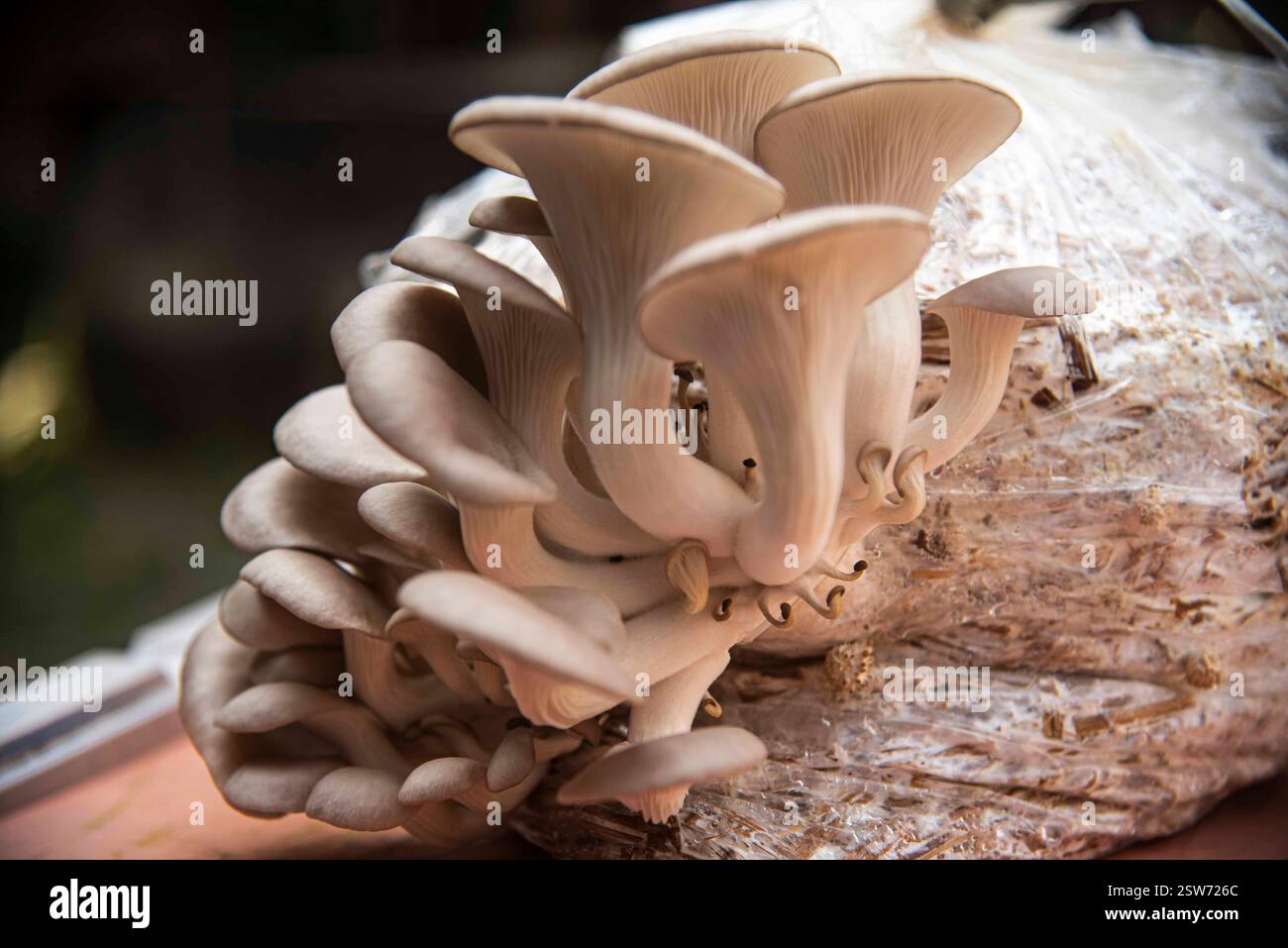 February 20, 2025, Guwahati, Assam, India: Fresh oyster mushrooms ...