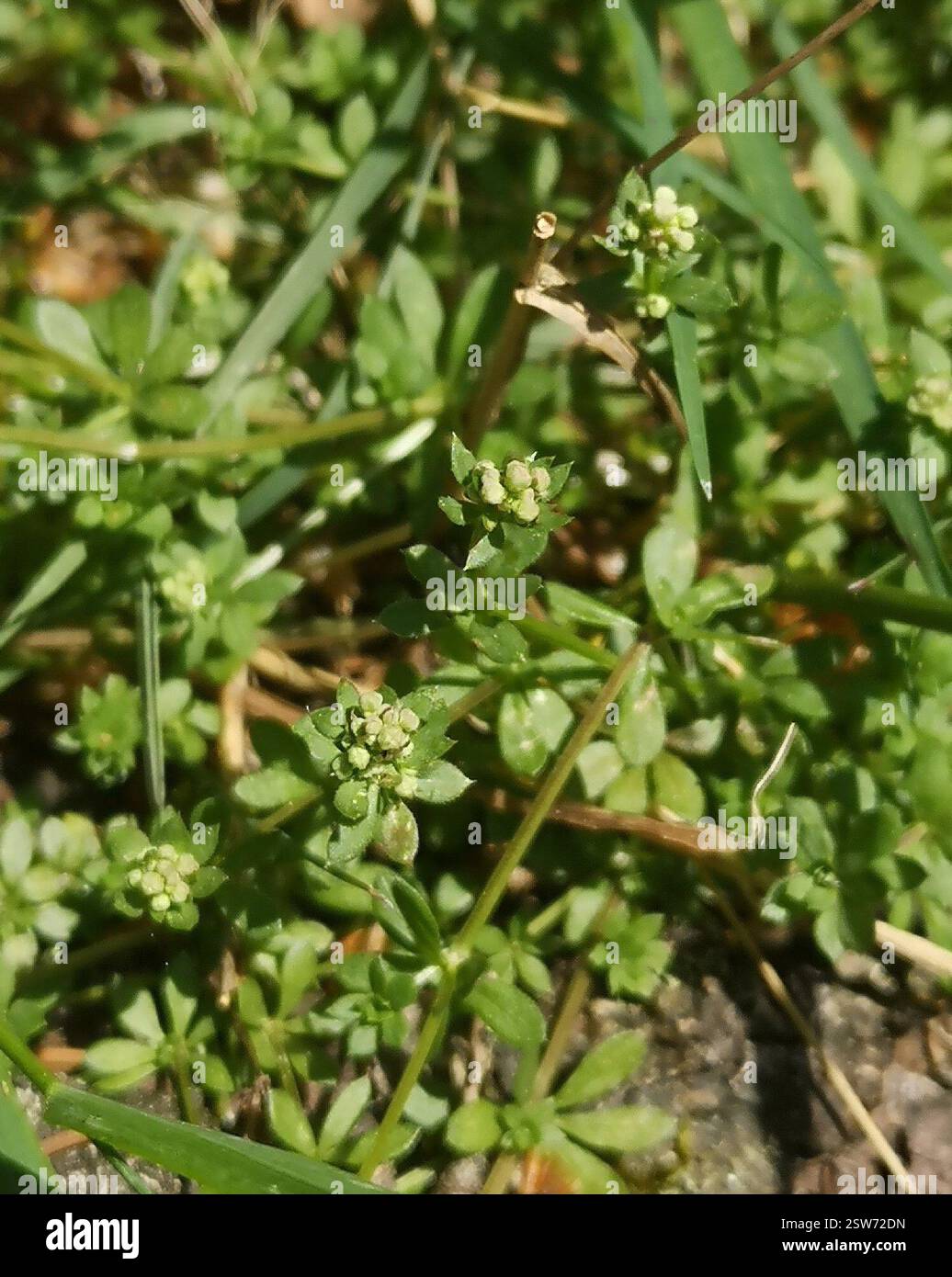 Heath Bedstraw (Galium saxatile), Plantae, 54597 Auw bei Prüm ...