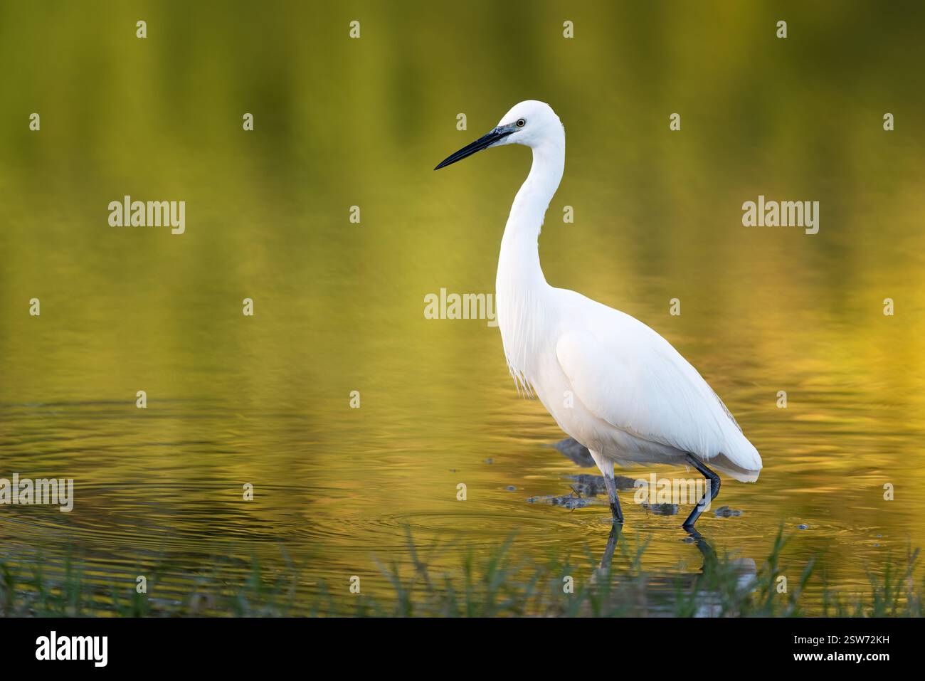 An elegant Little Egret stands gracefully in golden-lit water, its ...