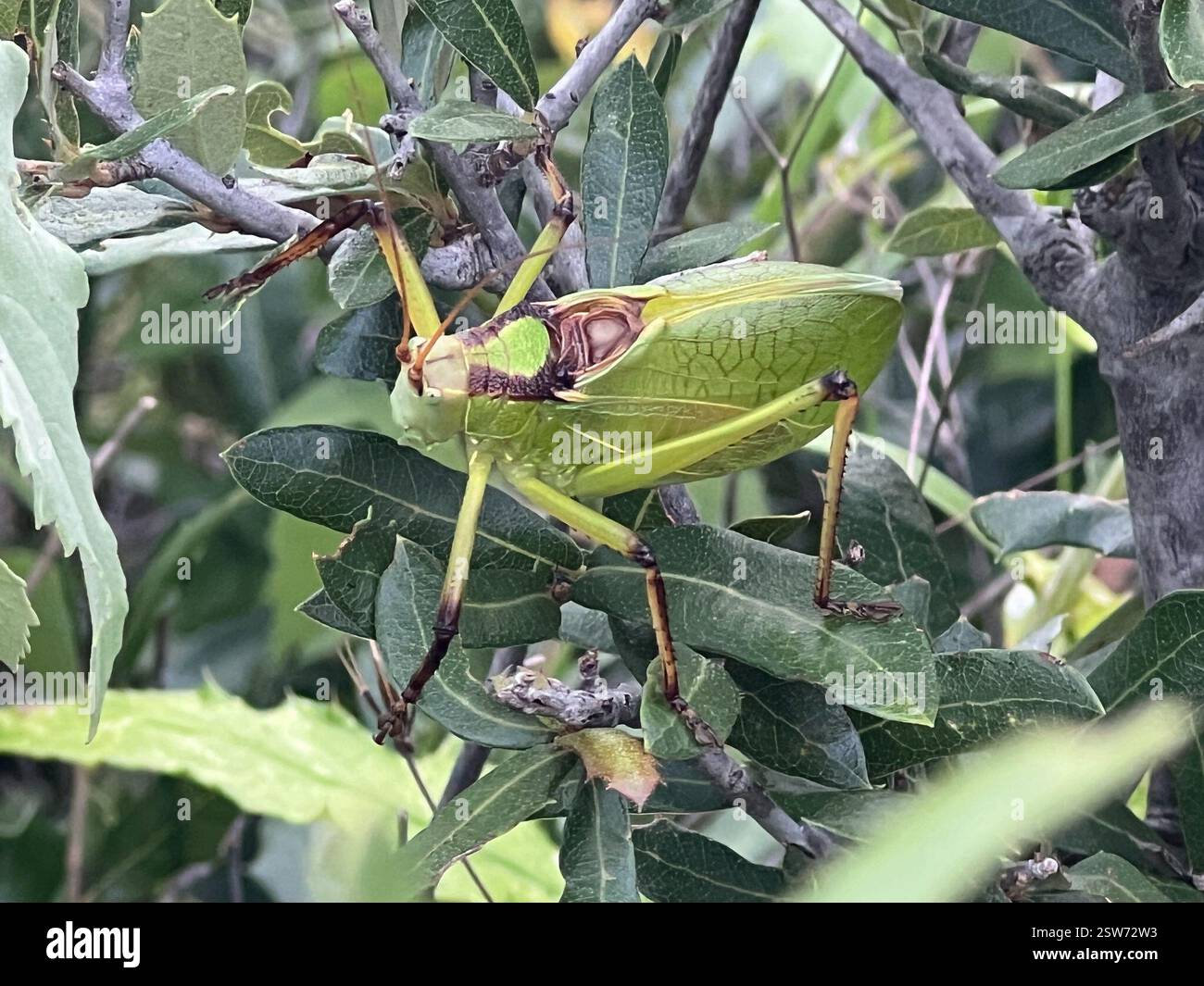 Central Texas Leaf-Katydid (Paracyrtophyllus robustus), Insecta ...