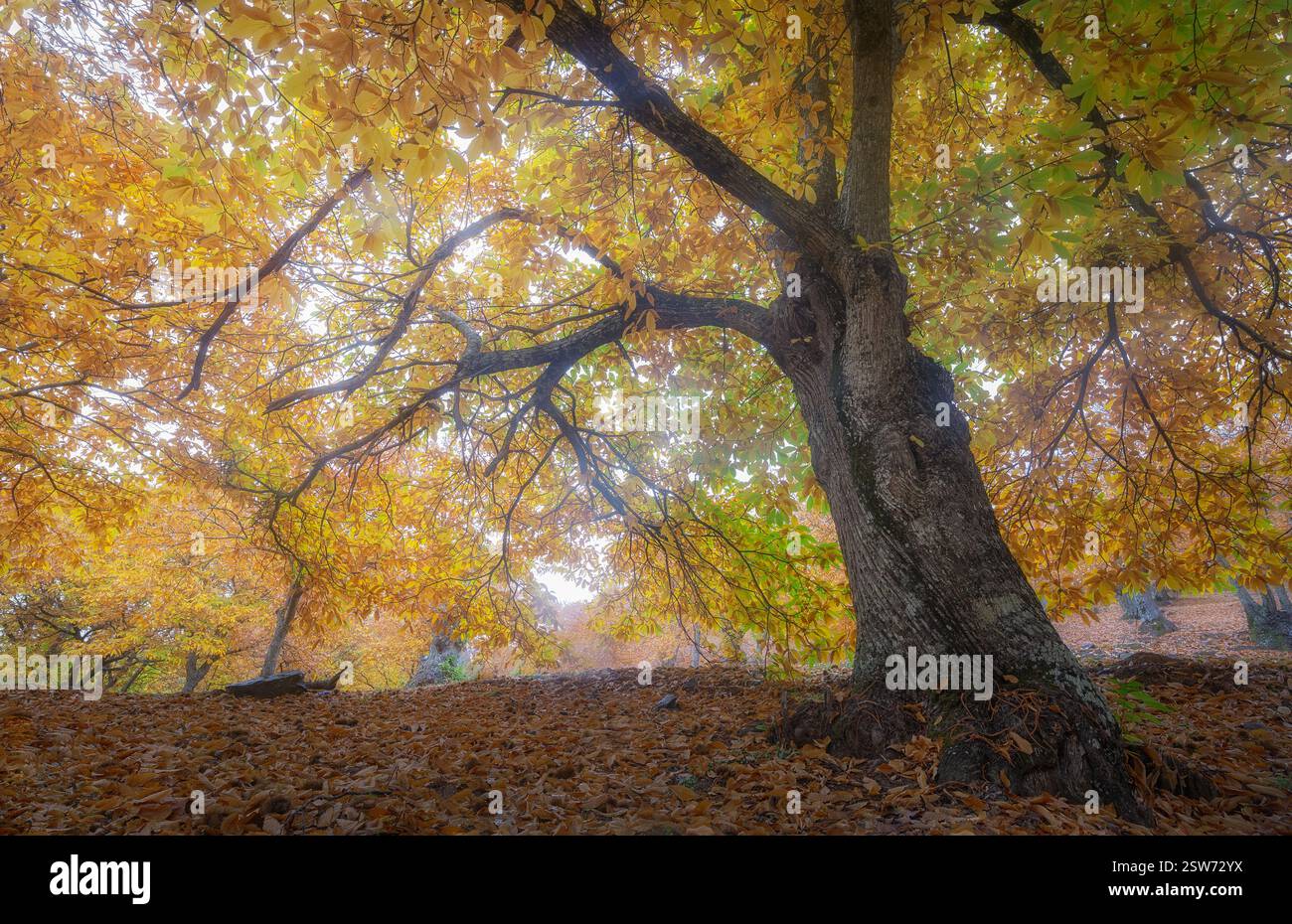 Copper Forest, Genal Valley: golden leaves, majestic chestnut tree ...