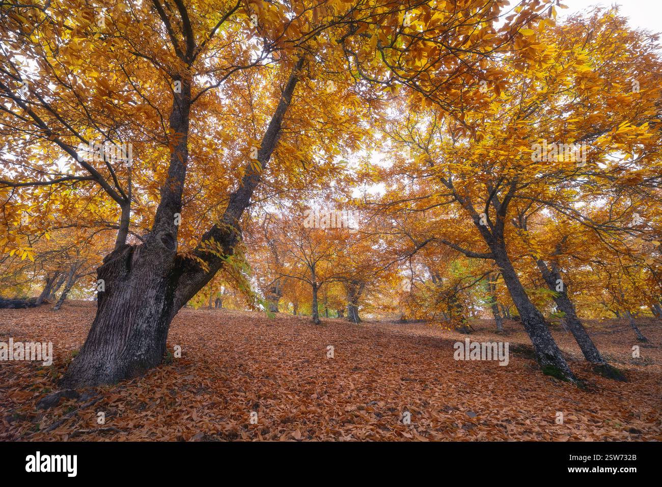 Copper Forest, Genal Valley: golden leaves, majestic chestnut tree ...