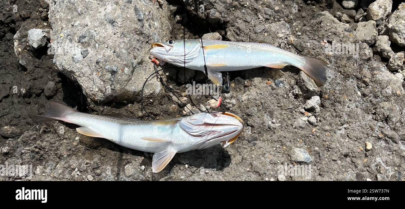 Sand Weakfish (Cynoscion arenarius), Actinopterygii, Bay Tartellon ...
