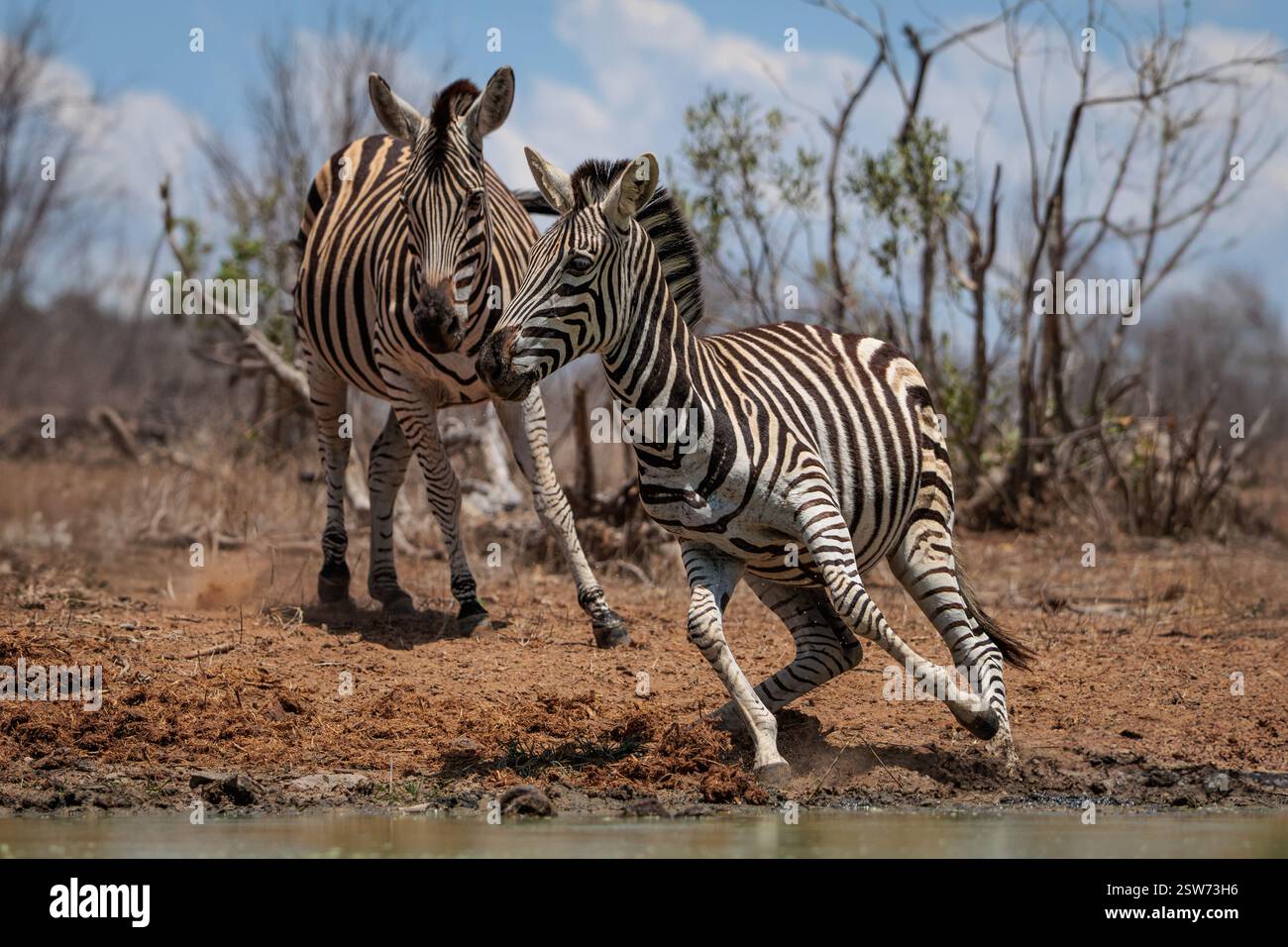 Zebra herd at the waterhole Stock Photo - Alamy