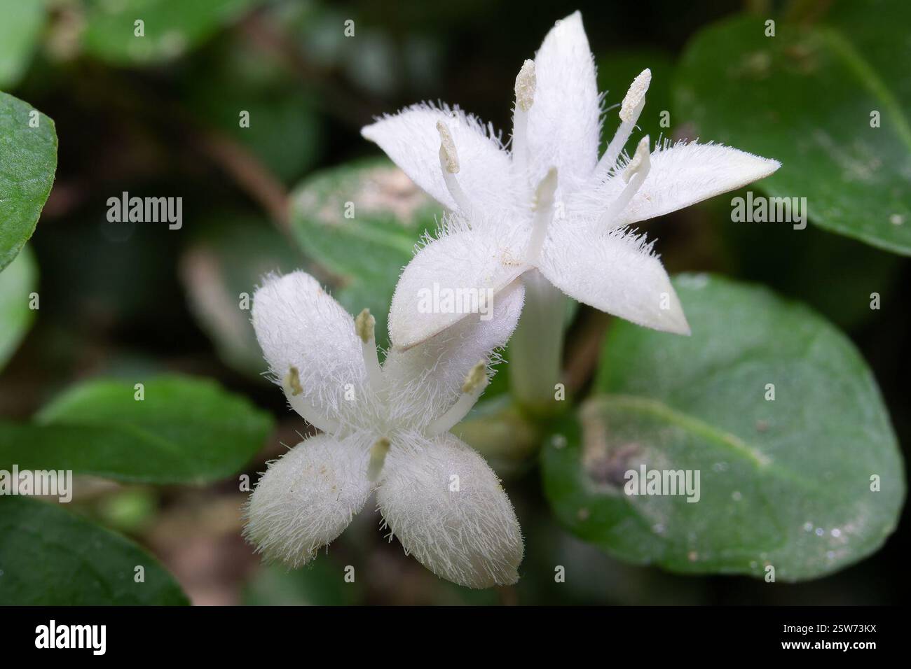 partridgeberry (Mitchella repens), Plantae, Northwest Washington, Washington, DC, USA, It's so ...
