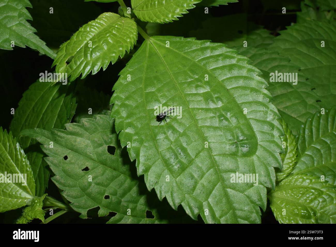 Cycnotrachelus hi-res stock photography and images - Alamy
