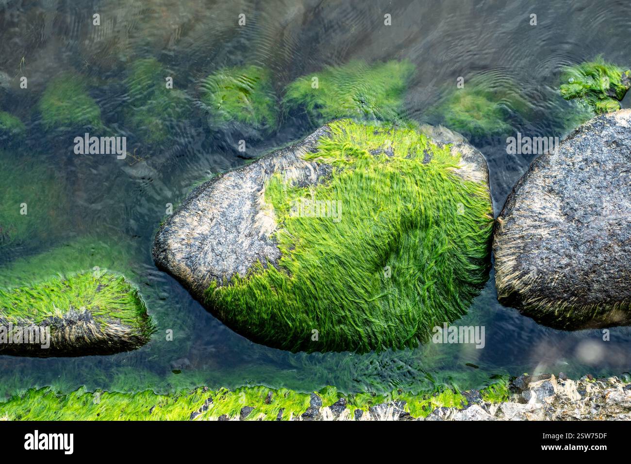 Eutrophication hi-res stock photography and images - Alamy