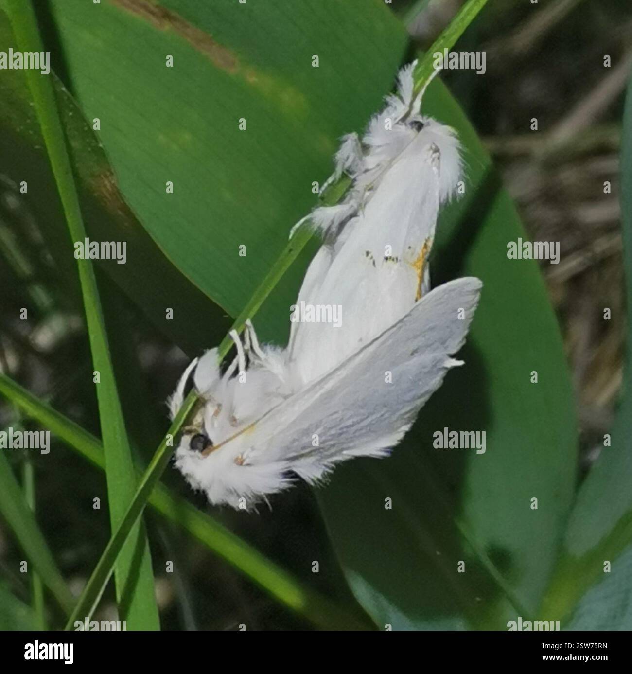 White Prominent (Leucodonta bicoloria), Insecta, 31160 Urjala, Suomi ...