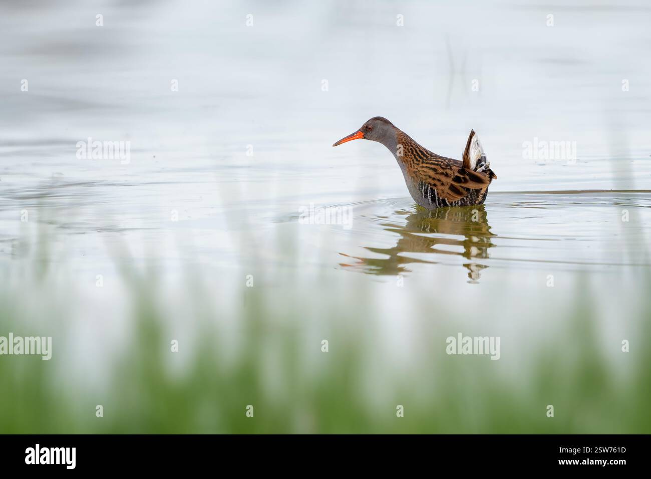 A water rail wades in shallow water, its gray plumage and orange beak ...