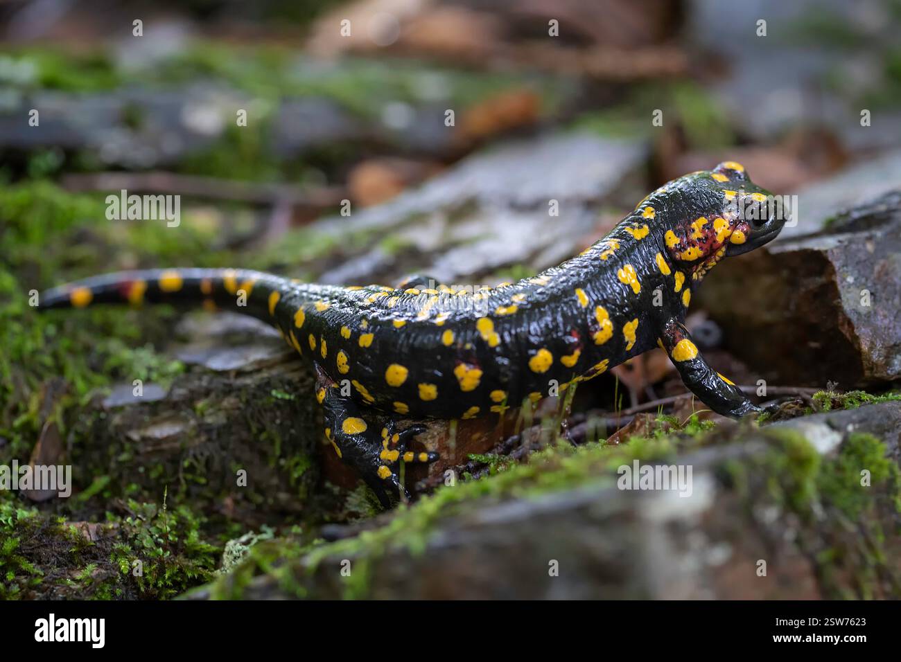 Morrenic salamander hi-res stock photography and images - Alamy