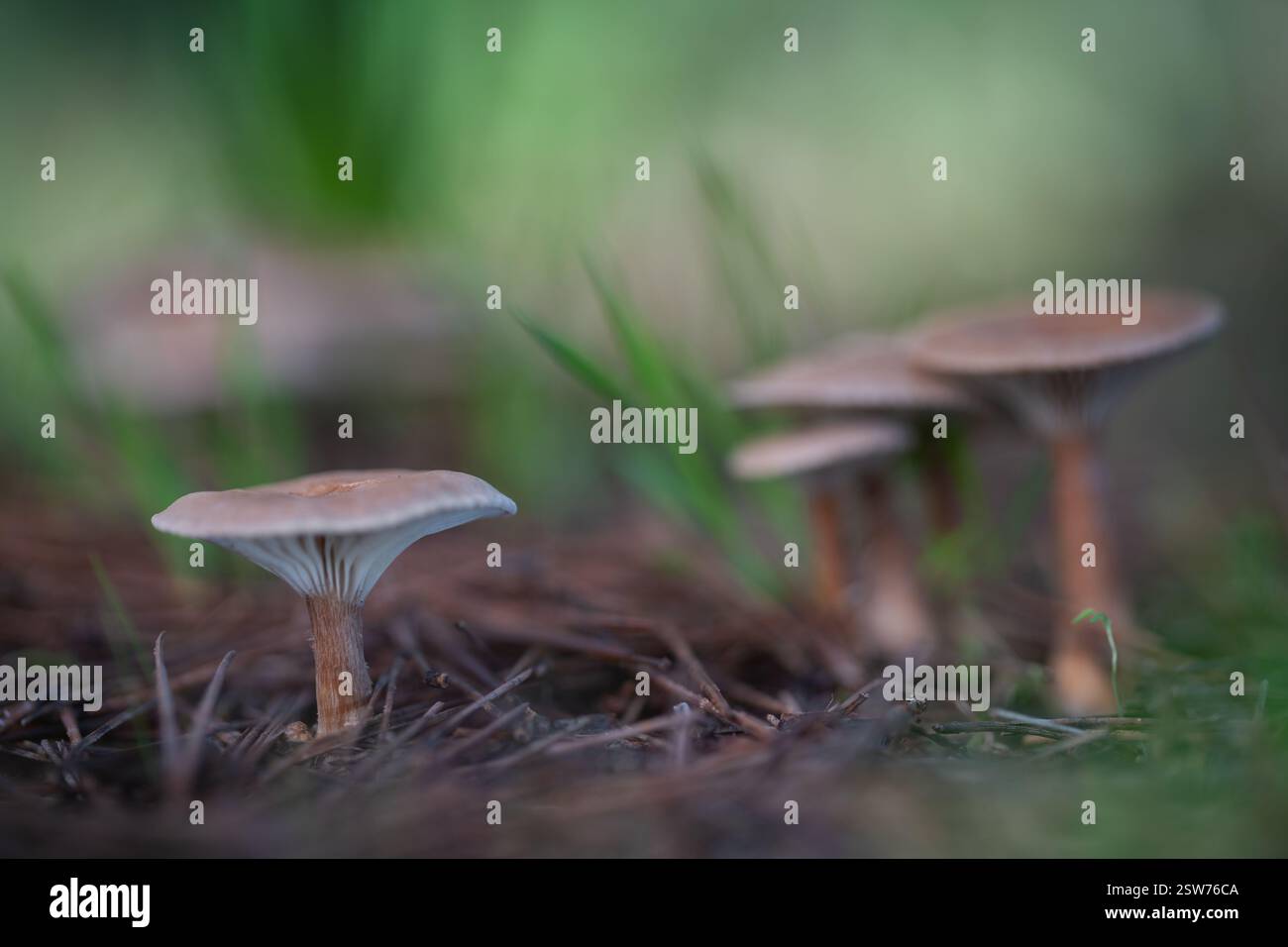 Macro mushroom photography: ground level view, diverse species ...