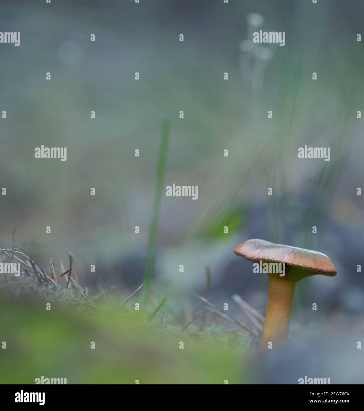 Macro mushroom photography: ground level view, diverse species ...