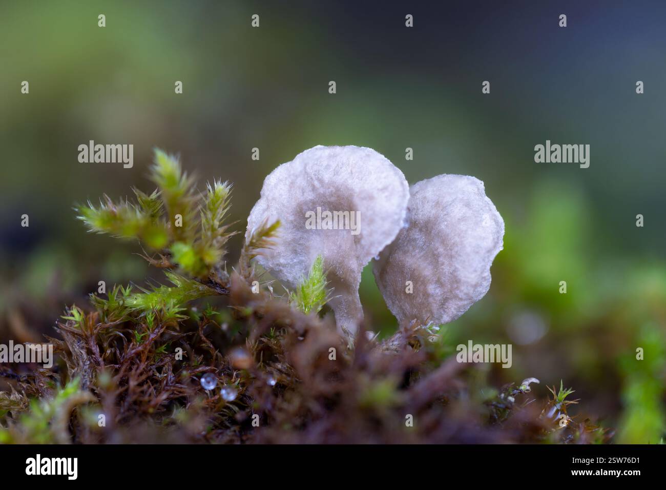 Macro mushroom photography: ground level view, diverse species ...