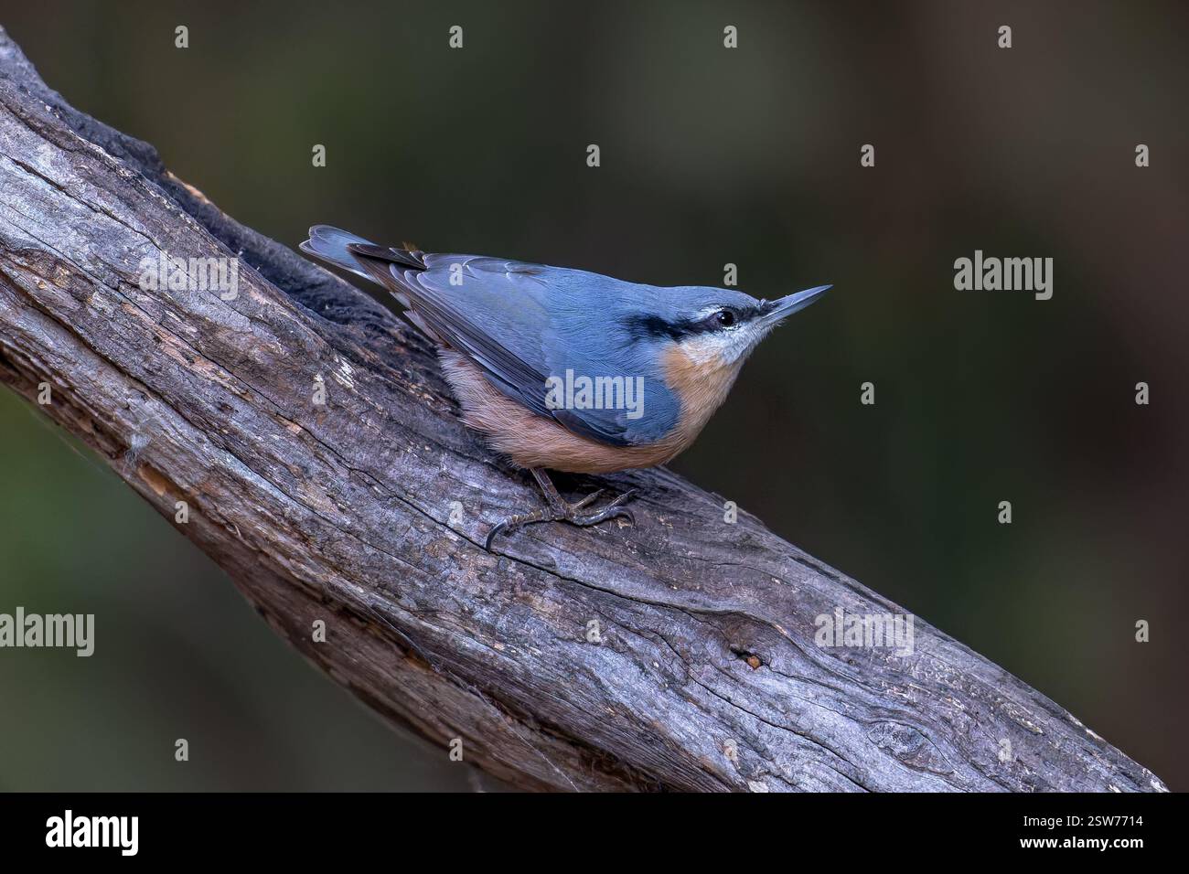 Eurasian nuthatch on tree trunk: blue-gray plumage, orange underparts ...