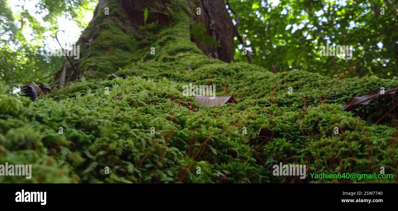 magnificent leafy moss (Plagiomnium venustum), Plantae, Tangse, rumput ...