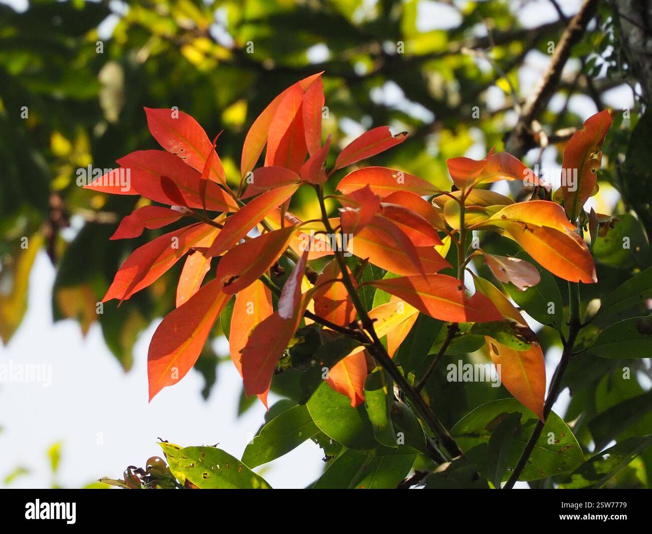 Red Machilus (Machilus thunbergii), Plantae, 台灣新北市 Stock Photo - Alamy