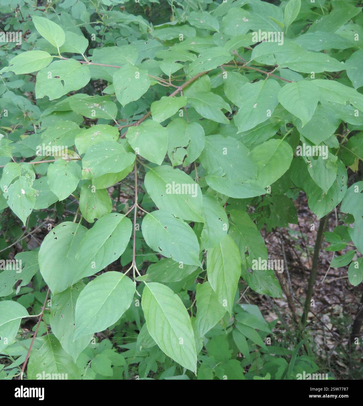 red osier dogwood (Cornus sericea), Plantae, Kootenay Boundary, BC, Canada Stock Photo - Alamy
